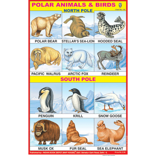 POLAR ANIMALS CHART SIZE 12X18 (INCHS) 300GSM ARTCARD