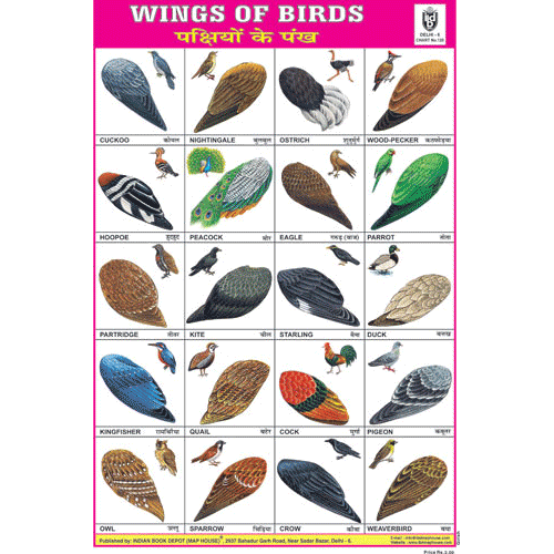 WINGS OF BIRDS CHART SIZE 12X18 (INCHS) 300GSM ARTCARD
