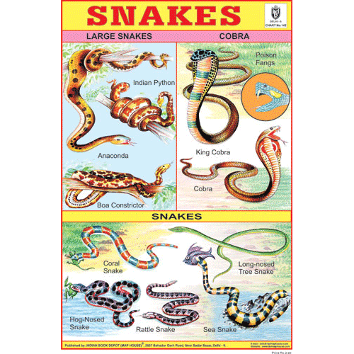 SNAKES CHART SIZE 12X18 (INCHS) 300GSM ARTCARD