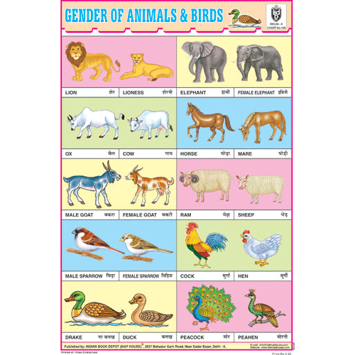 Gender Animals