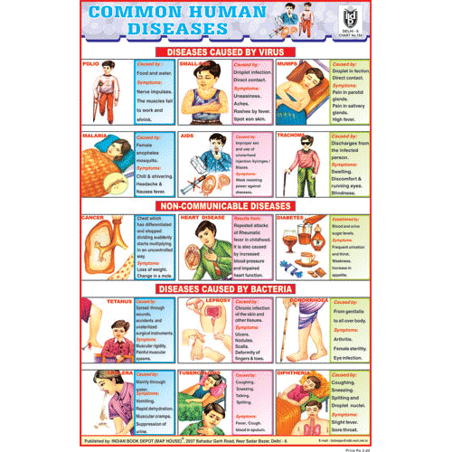 COMMAN HUMAN DISEASES CHART SIZE 12X18 (INCHS) 300GSM ARTCARD