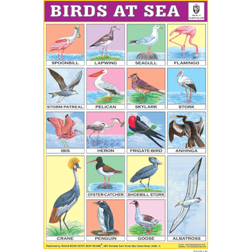 Indian Birds Chart