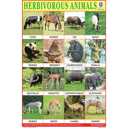 Herbivorous Animals