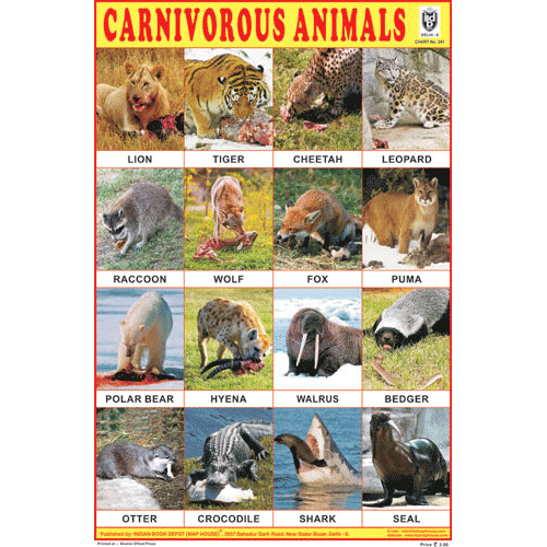 CARNIVOROUS ANIMALS CHART SIZE 12X18 (INCHS) 300GSM ARTCARD