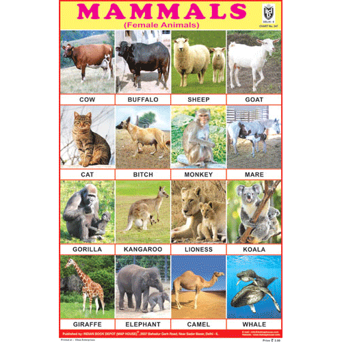 Mammals Chart