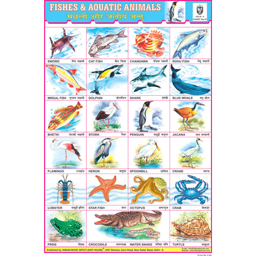 FISHES & AQUATIC ANIMALS CHART SIZE 12X18 (INCHS) 300GSM ARTCARD