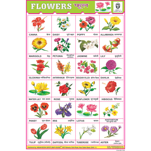FLOWER CHART 24 PHOTOS (WHITE) SIZE 24 X 36 CMS CHART NO. 34