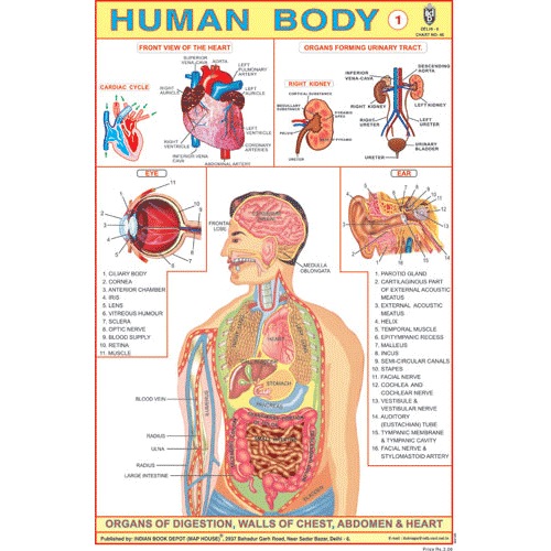 HUMAN BODY (PART I) CHART SIZE 12X18 (INCHS) 300GSM ARTCARD