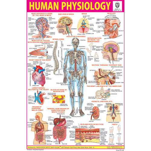 HUMAN PHYSIOLOGY SIZE 24 X 36 CMS CHART NO. 47