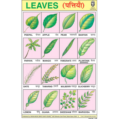 Types Of Leaves And Their Names