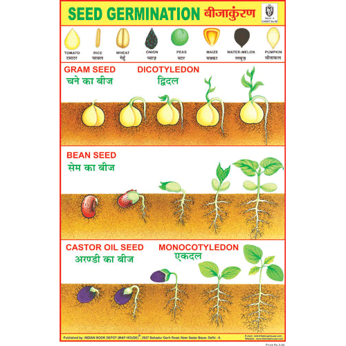SEED GERMINATION SIZE 24 X 36 CMS CHART NO. 89