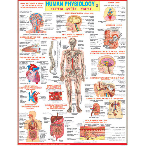 HUMAN PHYSIOLOGY CHART SIZE 45 X 57 CMS