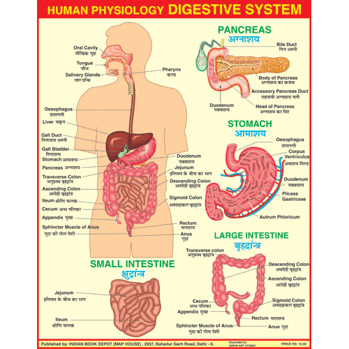 DIGESTIVE SYSTEM CHART SIZE 45 X 57 CMS