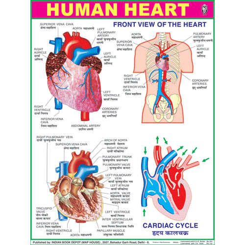 HUMAN HEART CHART SIZE 45 X 57 CMS