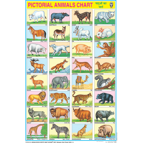 Hindi Animals Chart- Basic School Chart Print Of Domestic Animal In