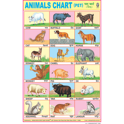 ANIMALS CHART (PET) CHART SIZE 50 X 75 CMS