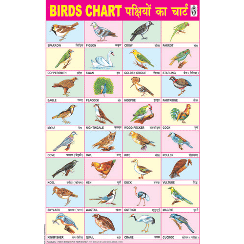 BIRDS CHART SIZE 50 X 75 CMS