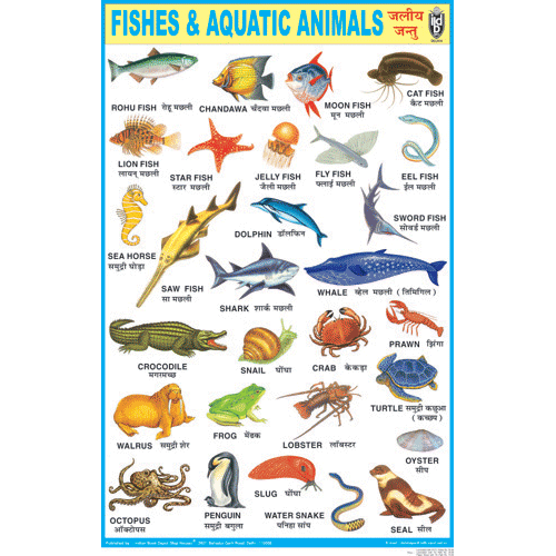 Aquatic Animals Chart