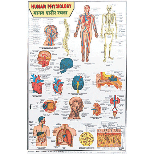 HUMAN PHYSIOLOGY (HINDI) CHART SIZE 50 X 75 CMS
