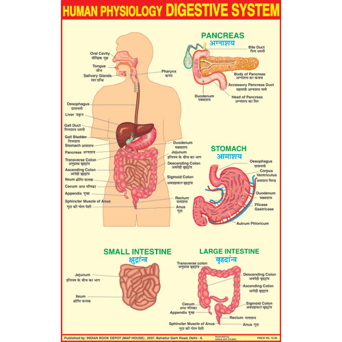 HUMAN DIGESTIVE SYSTEM CHART SIZE 50 X 75 CMS