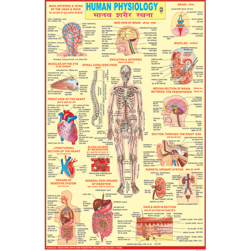 HUMAN PHYSIOLOGY (ENGLISH) CHART SIZE 50 X 75 CMS
