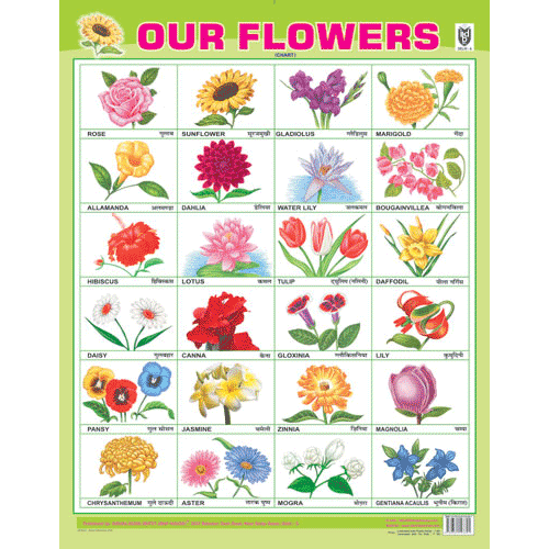 Names Of Indian Flowers In English 6 Season Names In English And Hindi