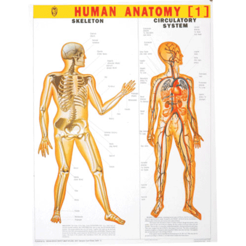 HUMAN ANATOMY (1) CHART SIZE 55 X 70 CMS