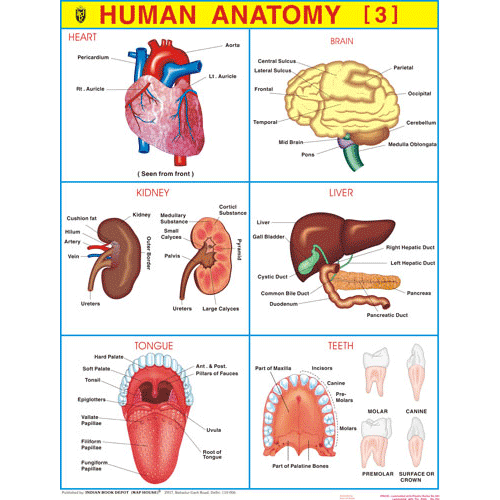 HUMAN ANATOMY (3) CHART SIZE 55 X 70 CMS