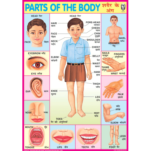 PARTS OF THE BODY CHART SIZE 70 X 100 CMS