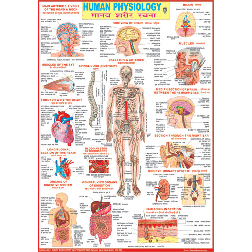 HUMAN PHYSIOLOGY CHART SIZE 70 X 100 CMS
